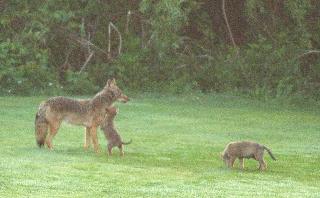 Coyotes! Here’s what to do.