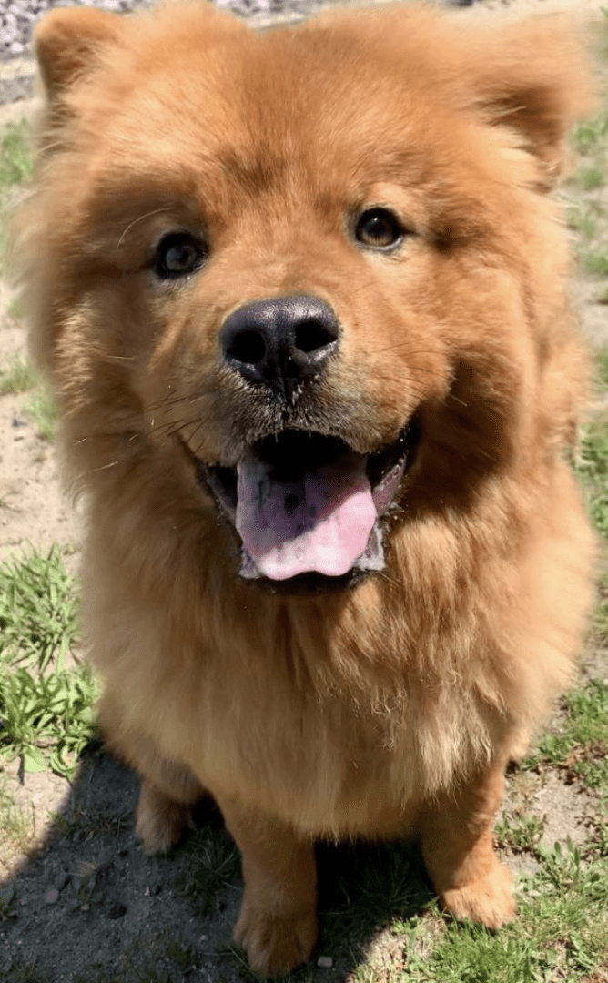 Gimme' Shelter - Baloo Banjo at the Providence Animal Control Center