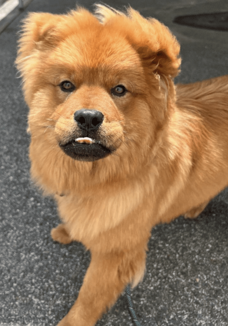Gimme' Shelter - Baloo Banjo at the Providence Animal Control Center