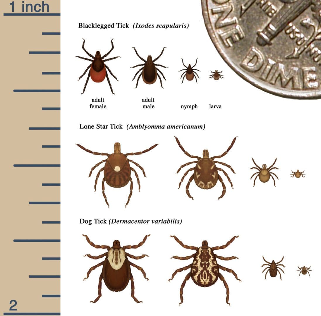 Outdoors in RI: - Free fishing weekend, Turkey season, beware of ticks ...