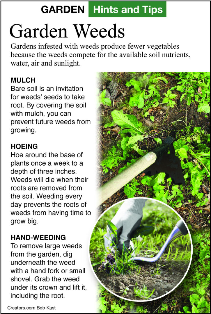 A Greener View: Using straw to prevent weeds – Jeff Rugg