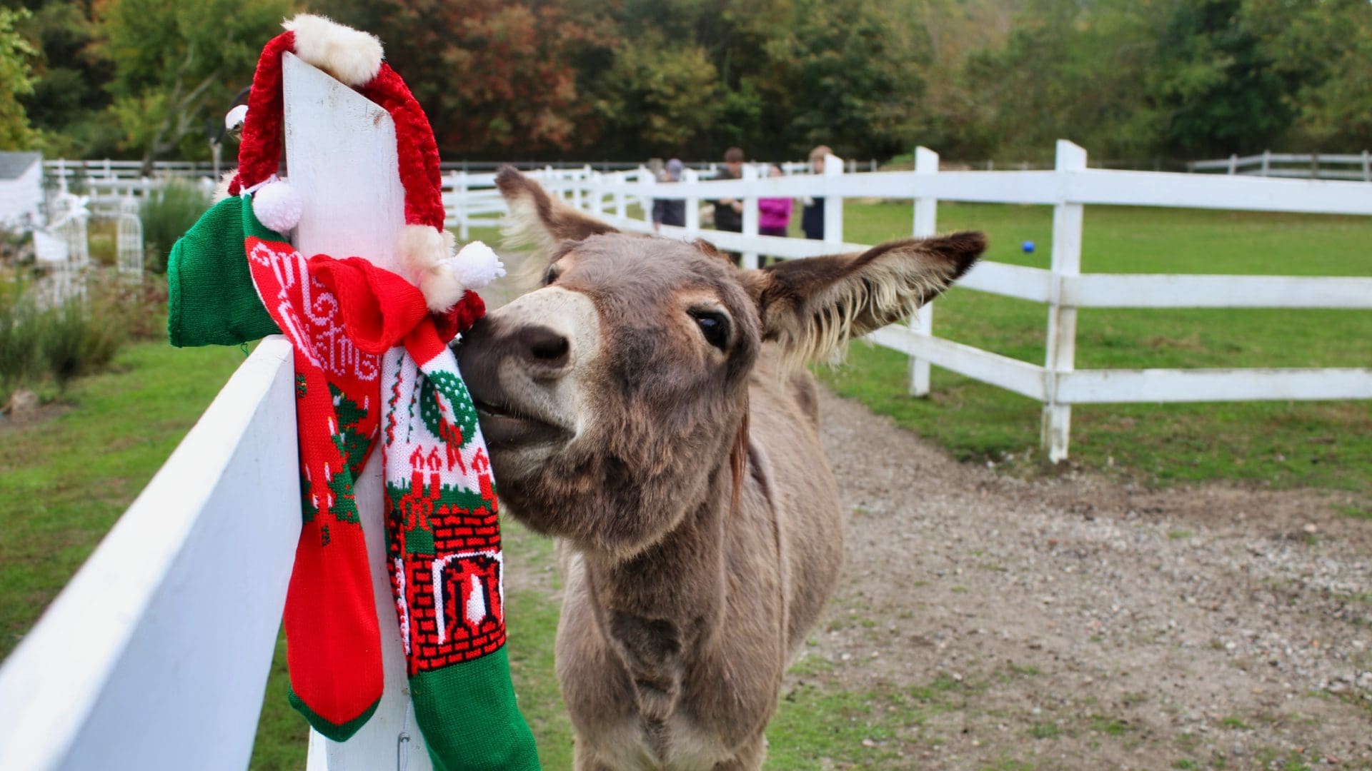 Get Your Holidays On! Historic West Place Animal Sanctuary opens for ...
