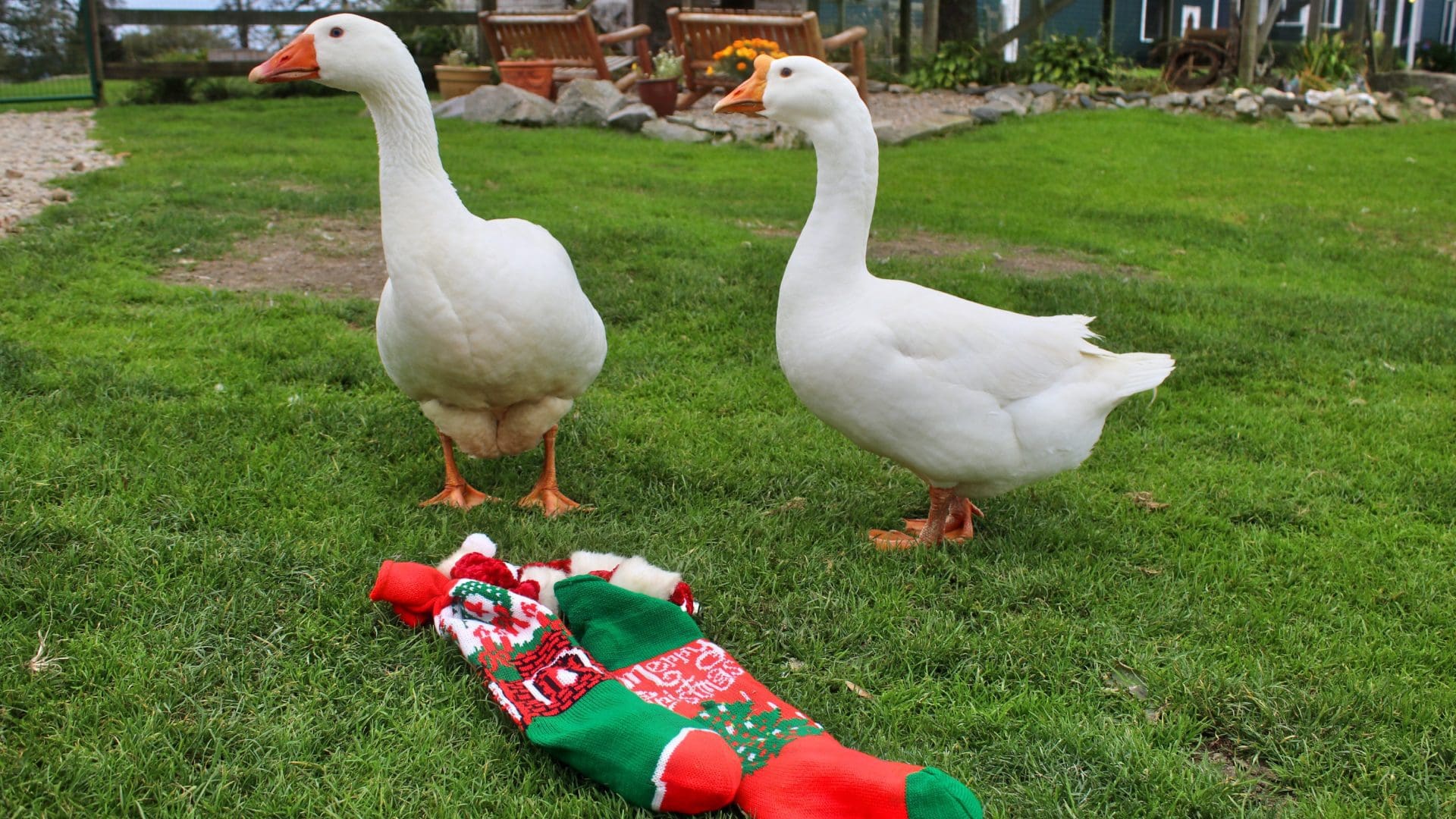 Get Your Holidays On! Historic West Place Animal Sanctuary opens for ...