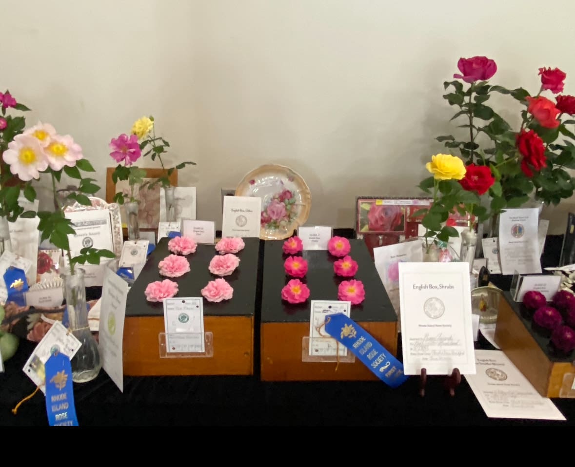 To Do in RI: Rhode Island Rose Society Rose Show - Silver Celebration ...