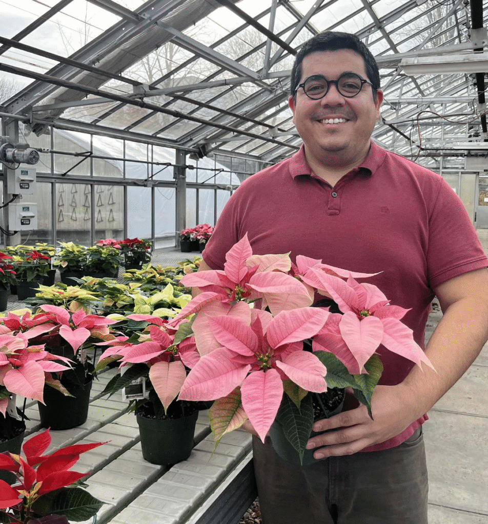 The Poinsettia: URI Students Learn the Science Behind Growing a $250 ...