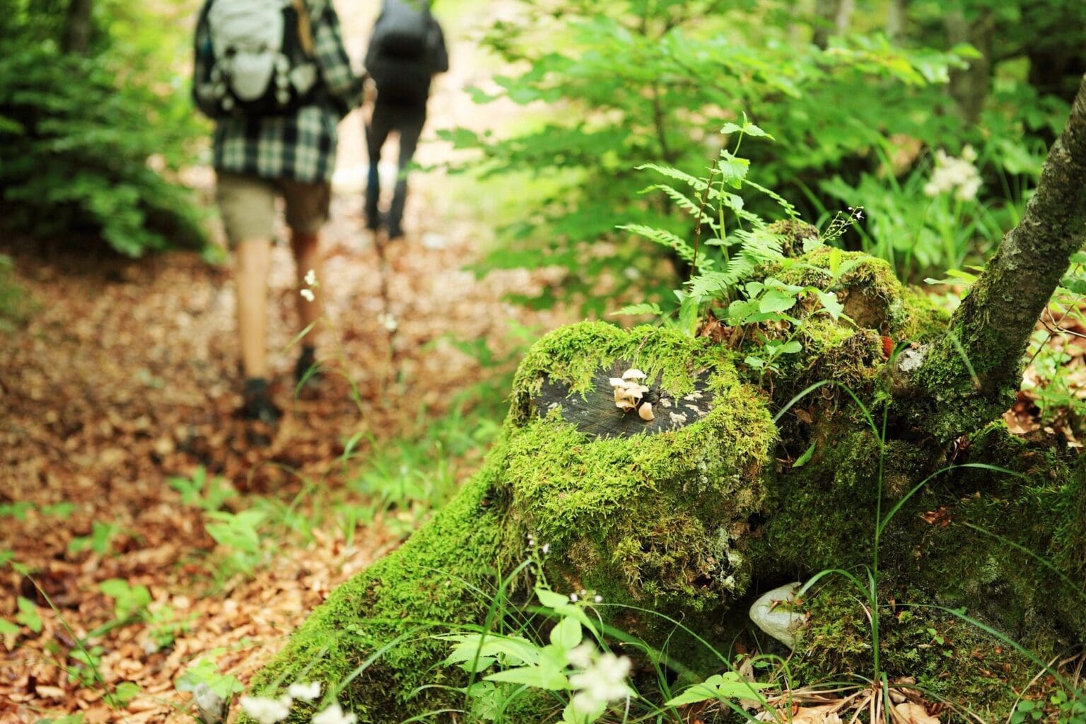 Outdoors in RI: Fighting Ticks, Clean Water, Deer Hunting, Martha's ...
