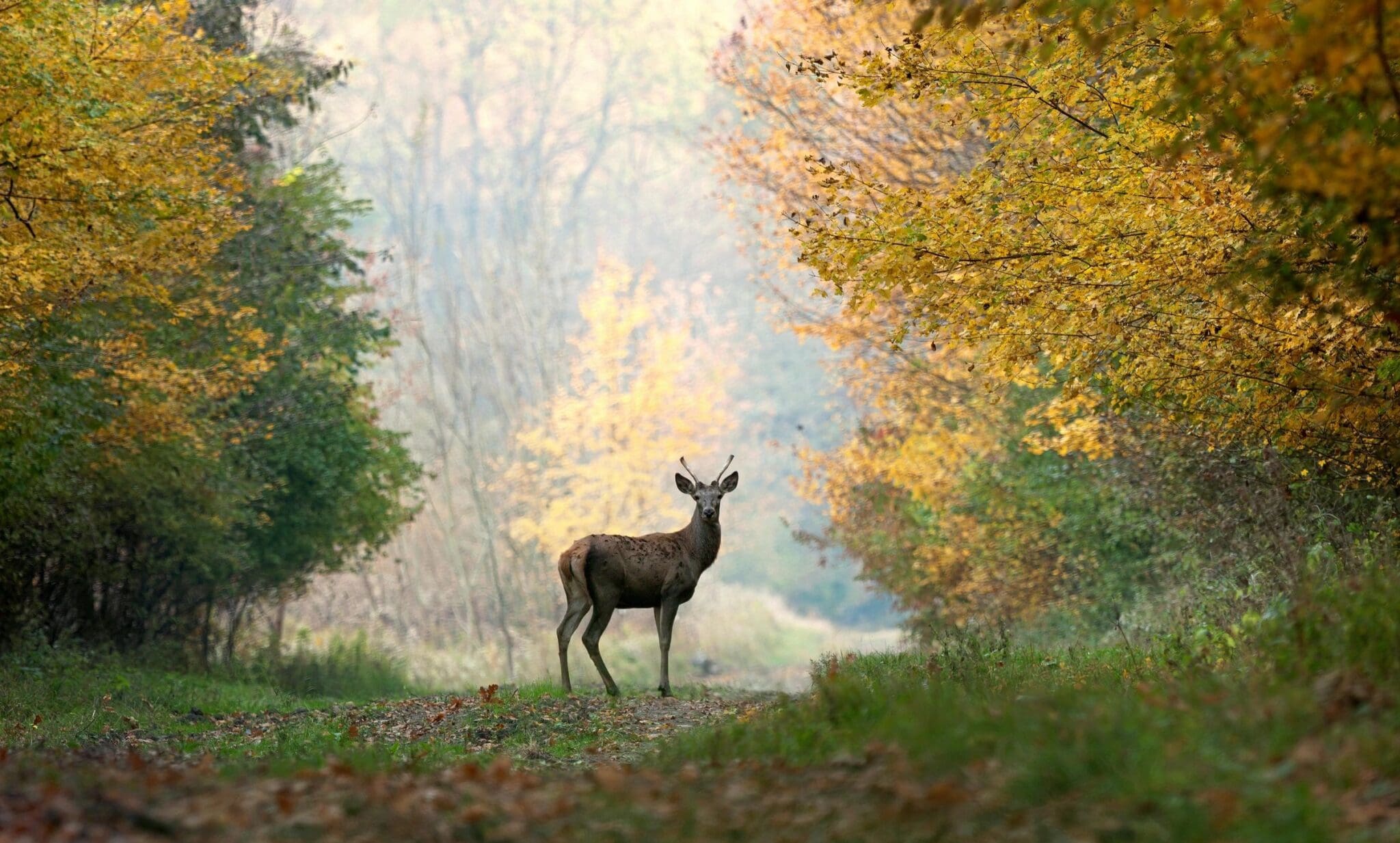 Outdoors in RI: Fighting Ticks, Clean Water, Deer Hunting, Martha's ...