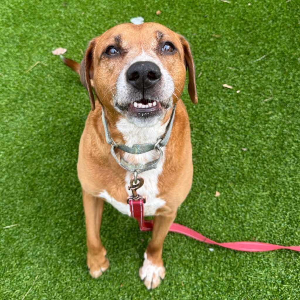 Gimme' Shelter: Bella ready to be your Bestie, at RISPCA - Cheryl Tudino