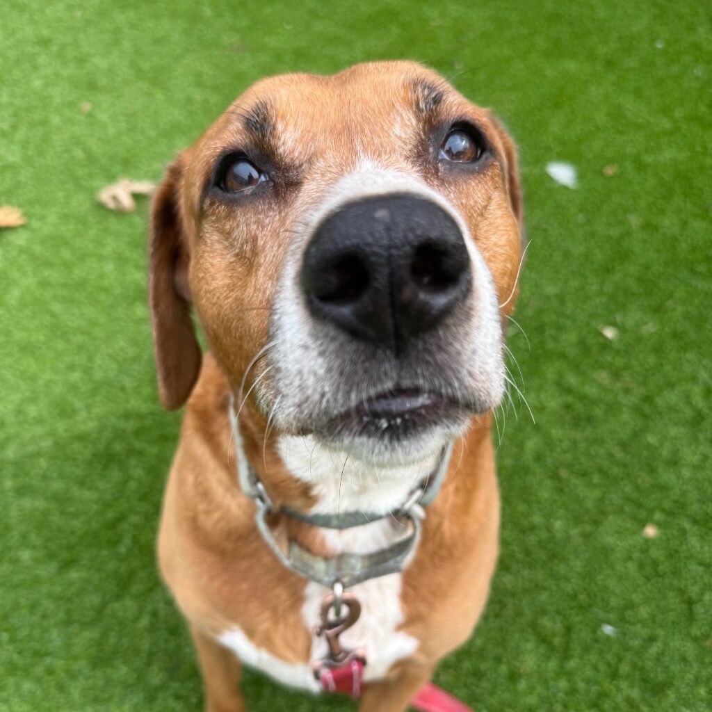 Gimme' Shelter: Bella ready to be your Bestie, at RISPCA - Cheryl Tudino