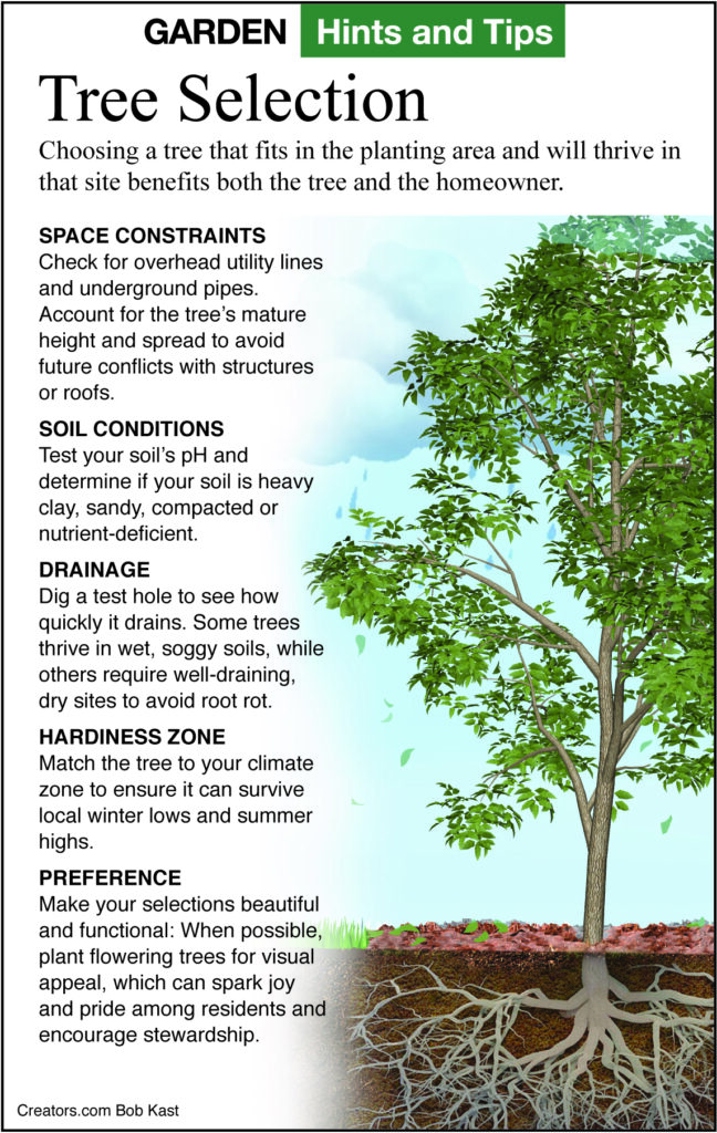 A Greener View: Tree-Buying Tips - Jeff Rugg